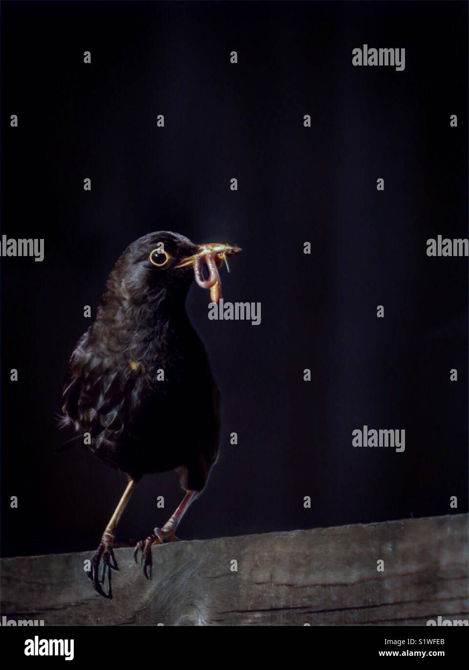 Early bird catches the worm Stock Photo - Alamy