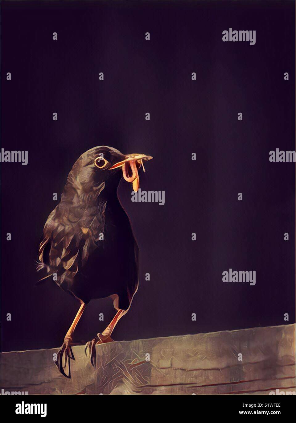 Early bird catches the worm Stock Photo - Alamy