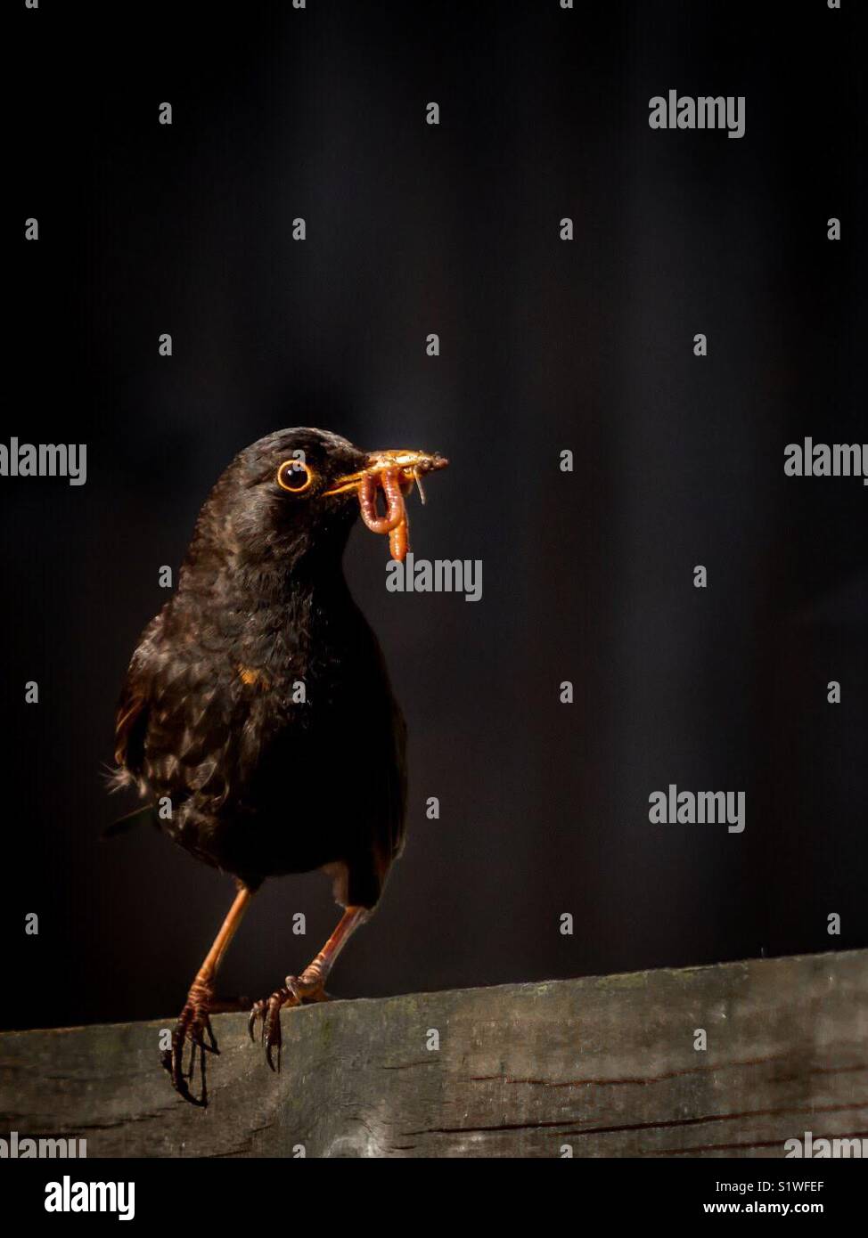 Early bird catches the worm Stock Photo - Alamy