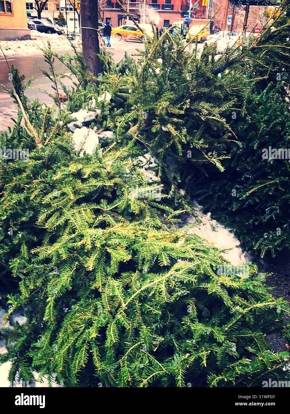 Discarded Christmas trees curbside await pick up for recycling after ...