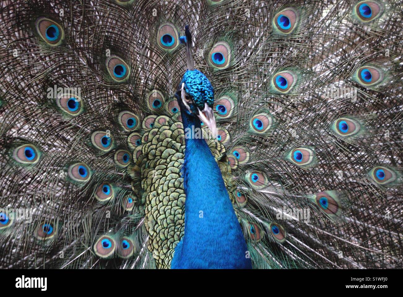 Show off hi-res stock photography and images - Alamy