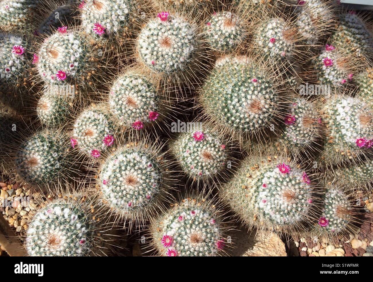 Cactus in Bloom Stock Photo - Alamy