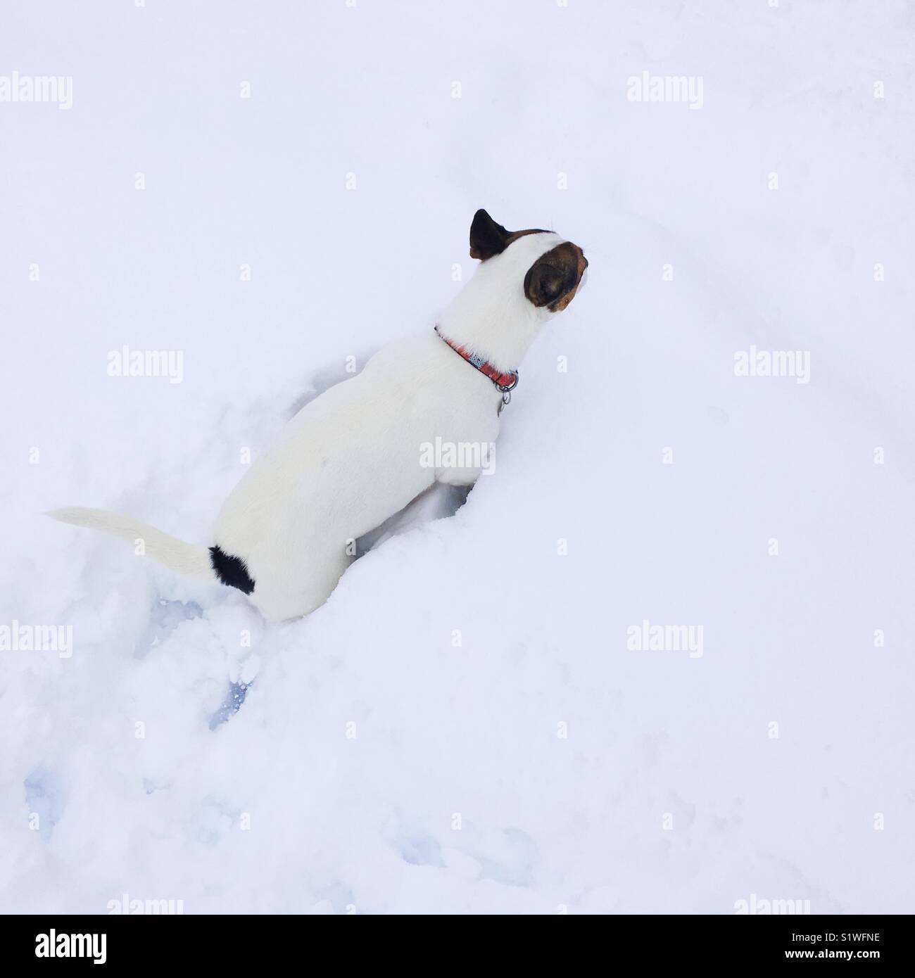 Dog standing in deep snow photographed from above. Square crop Stock ...