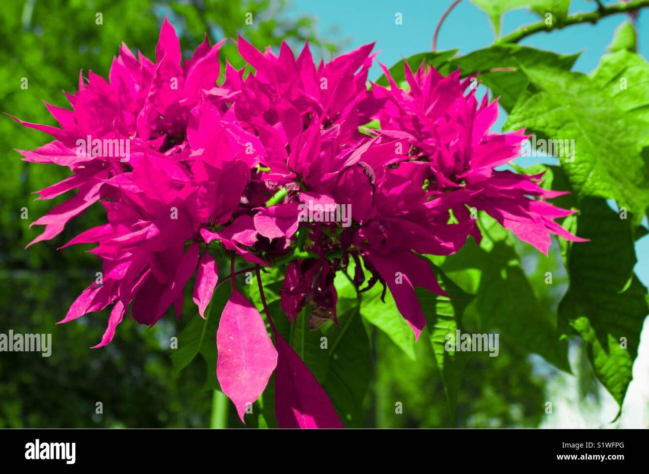 Noche buena flower Stock Photo - Alamy