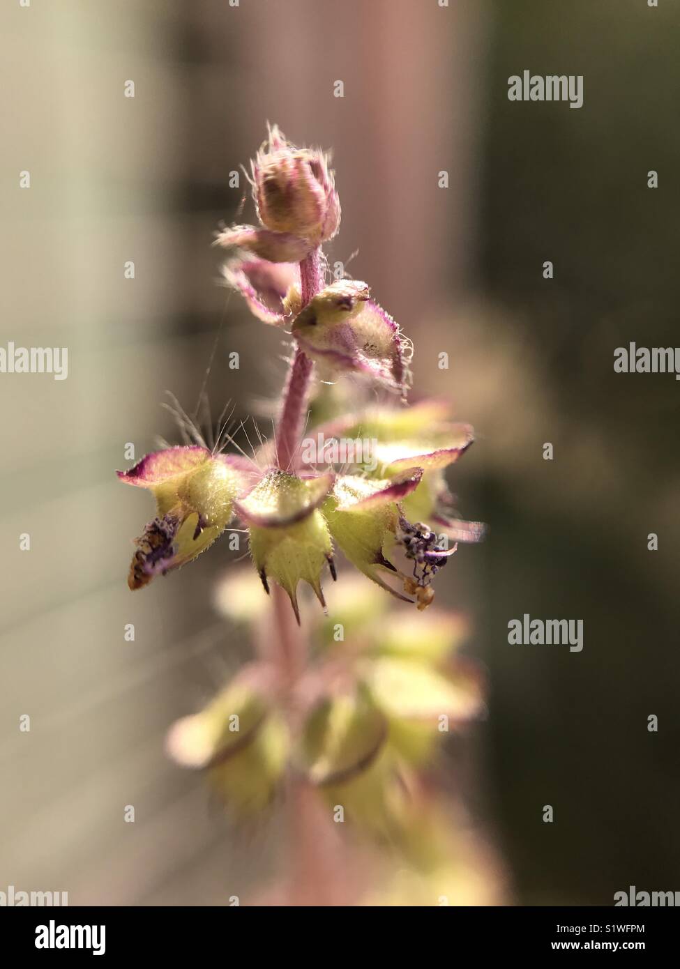 Tulsi flower hi-res stock photography and images - Alamy