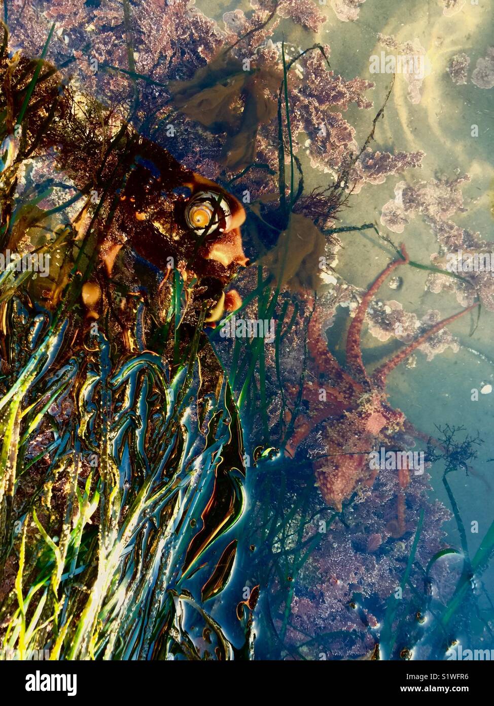 Barnacles, seaweed and octopus in a tide pool, Half Moon Bay ...