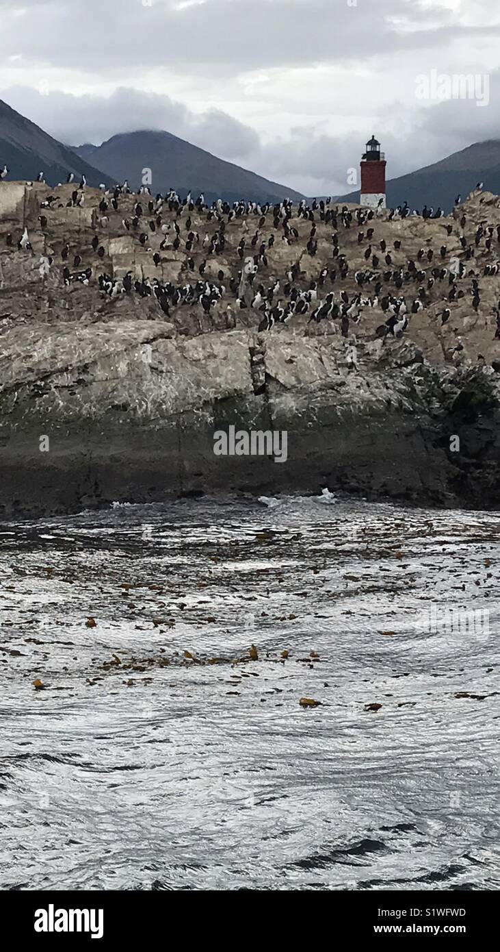 Beagle channel birds hi-res stock photography and images - Alamy