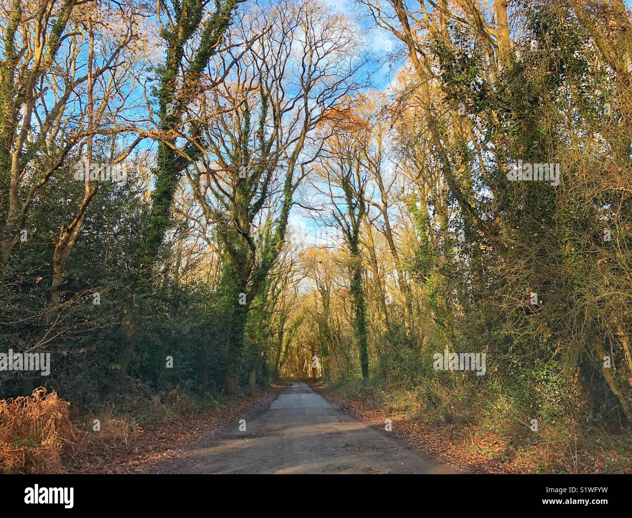 Tree lined road Stock Photo - Alamy