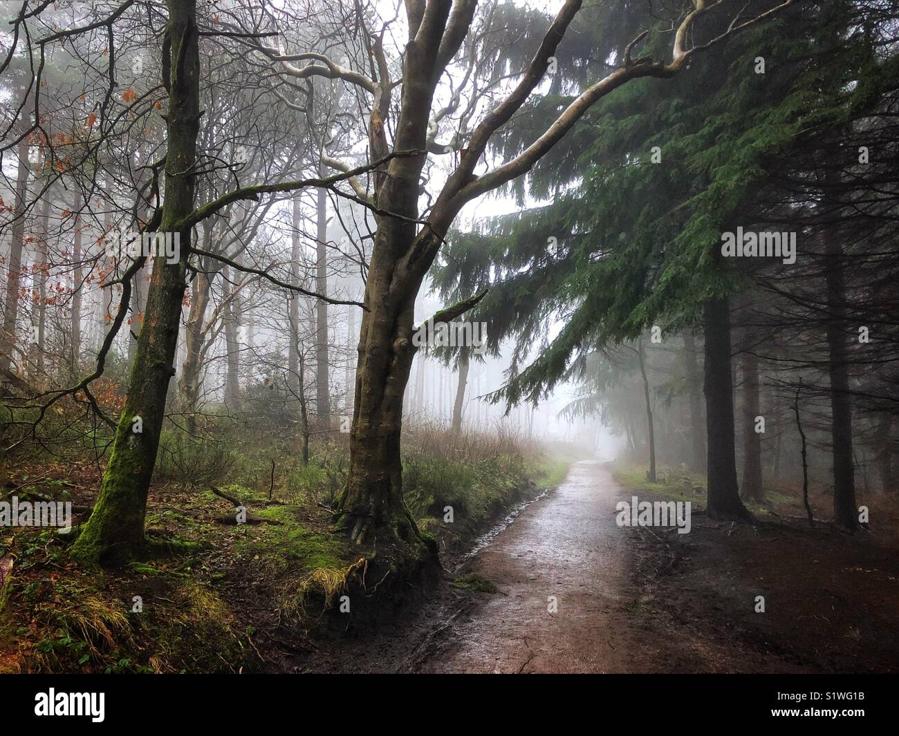Misty woodland path, Lady Canning’s Plantation, Sheffield, Peak ...