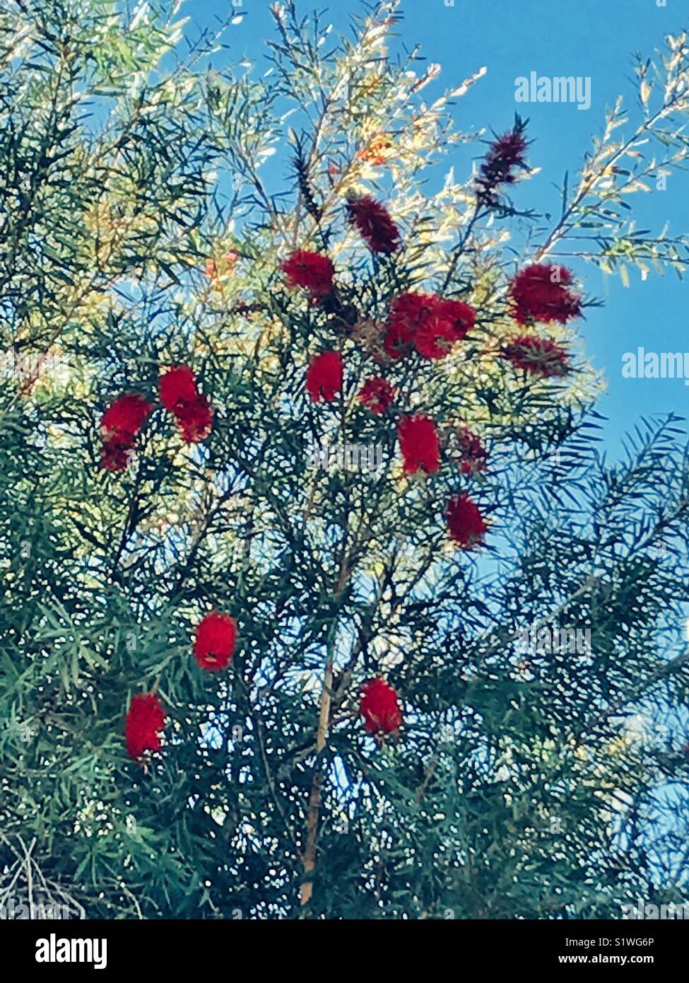 Red bottlebrush flowers tree Stock Photo - Alamy