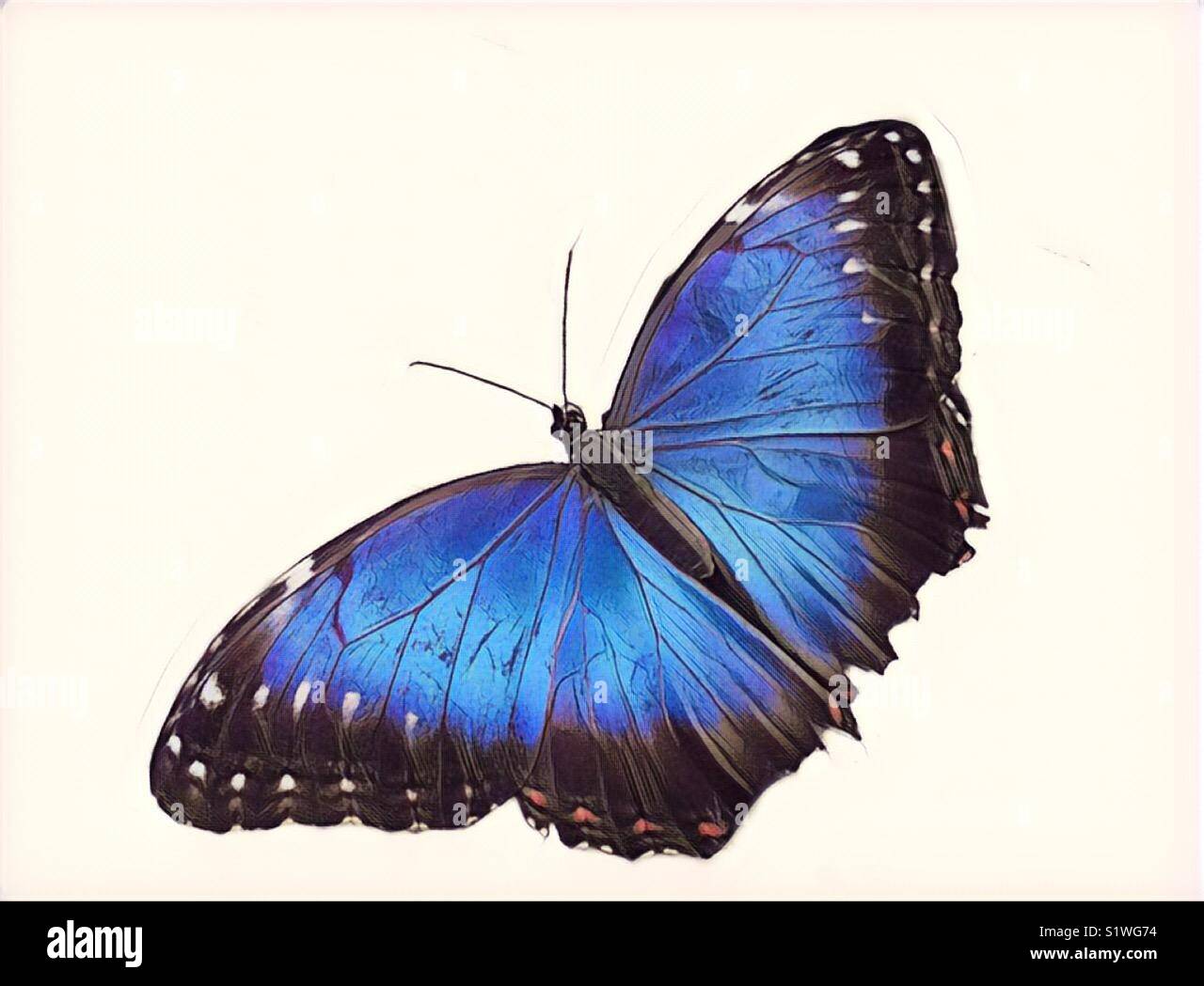 Purple emperor butterfly Stock Photo - Alamy