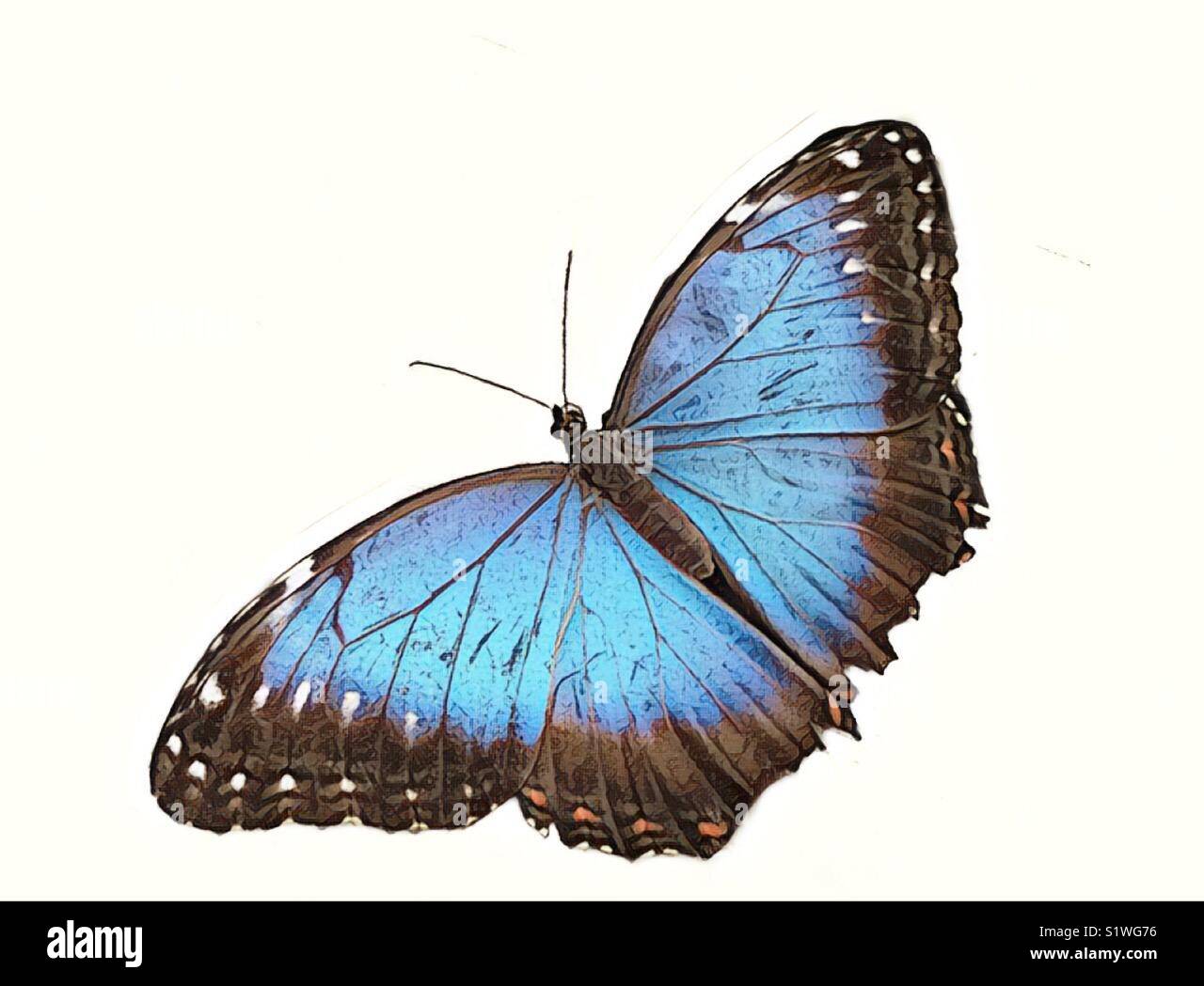 Butterfly floating transform Stock Photo - Alamy