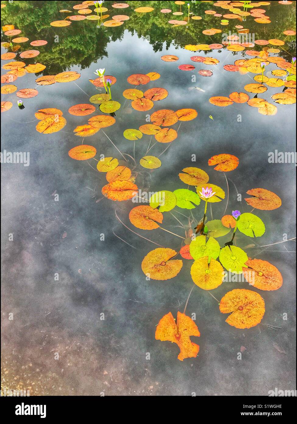 Water lilies growing in pond Stock Photo - Alamy