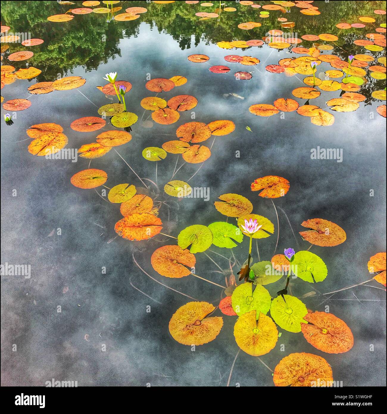 Water lilies growing in pond Stock Photo - Alamy