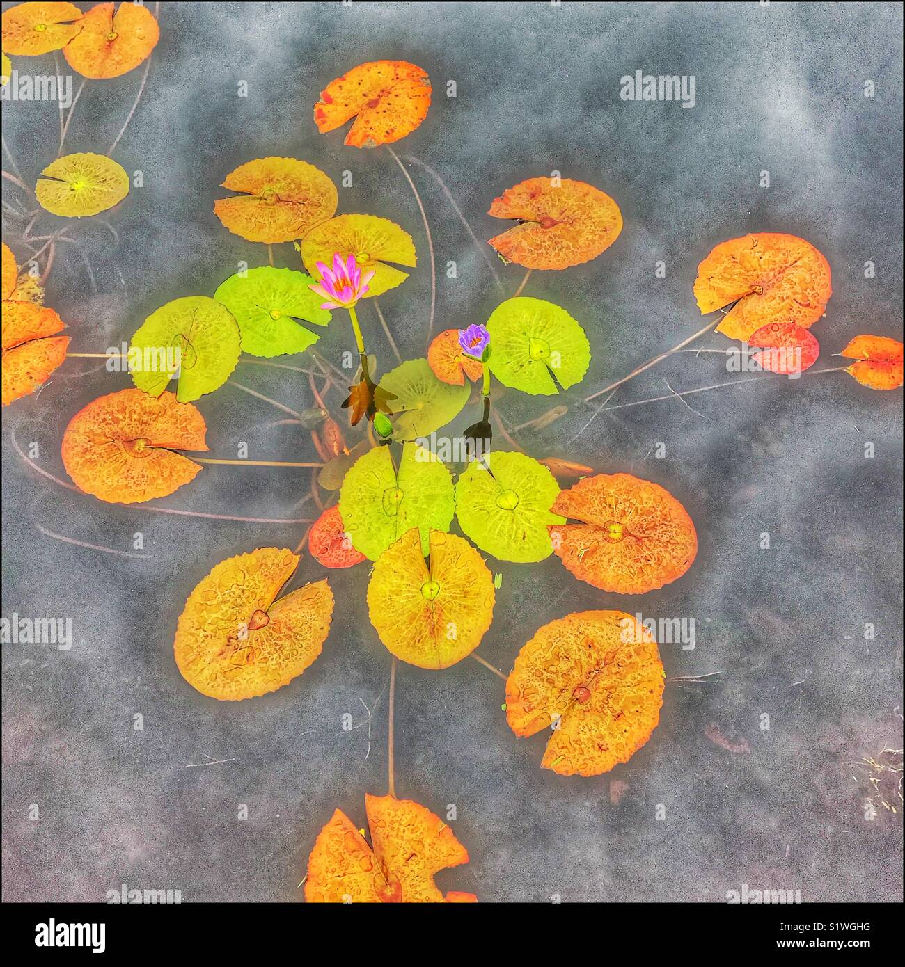 Water lilies growing in pond Stock Photo - Alamy