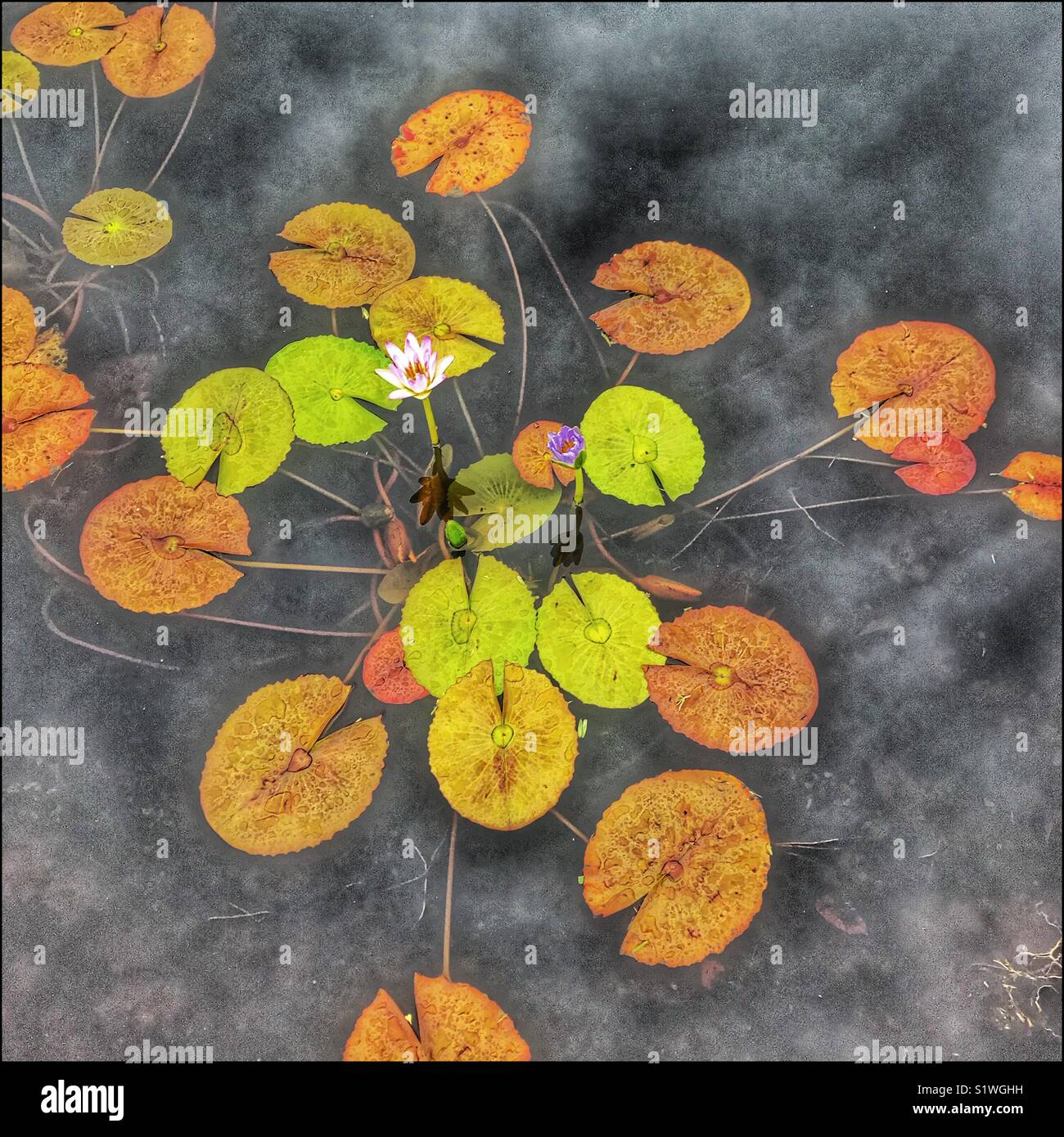 Water lilies growing in pond Stock Photo - Alamy