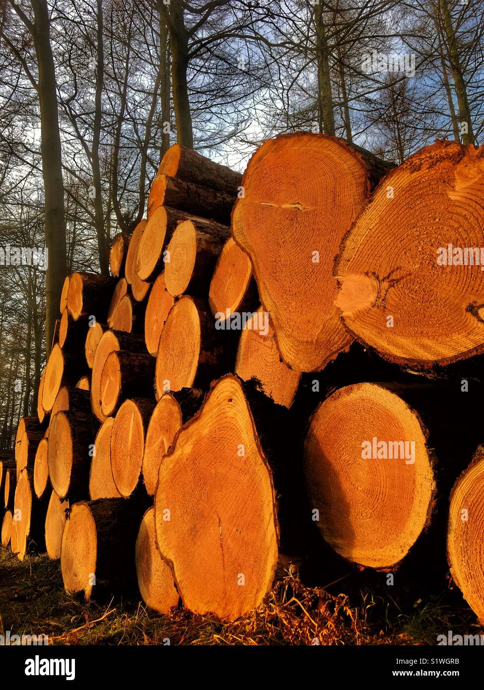Log pile in Otley Chevin forest at sunset Stock Photo - Alamy