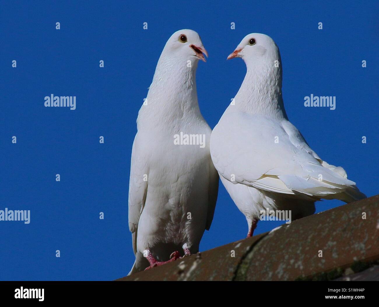 Dove heart hi-res stock photography and images - Alamy