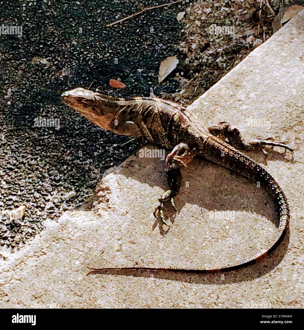 Mature lizard hi-res stock photography and images - Alamy