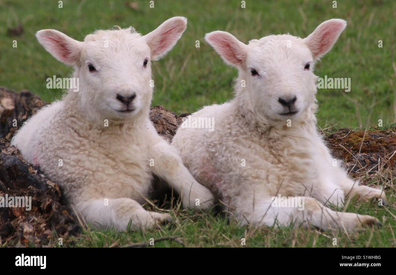 Lambs animal hi-res stock photography and images - Alamy