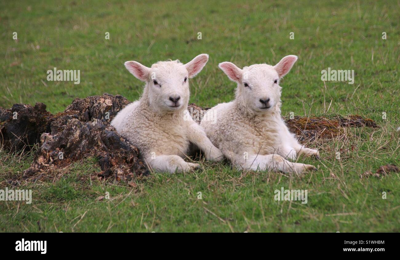 Lambs animal hi-res stock photography and images - Alamy