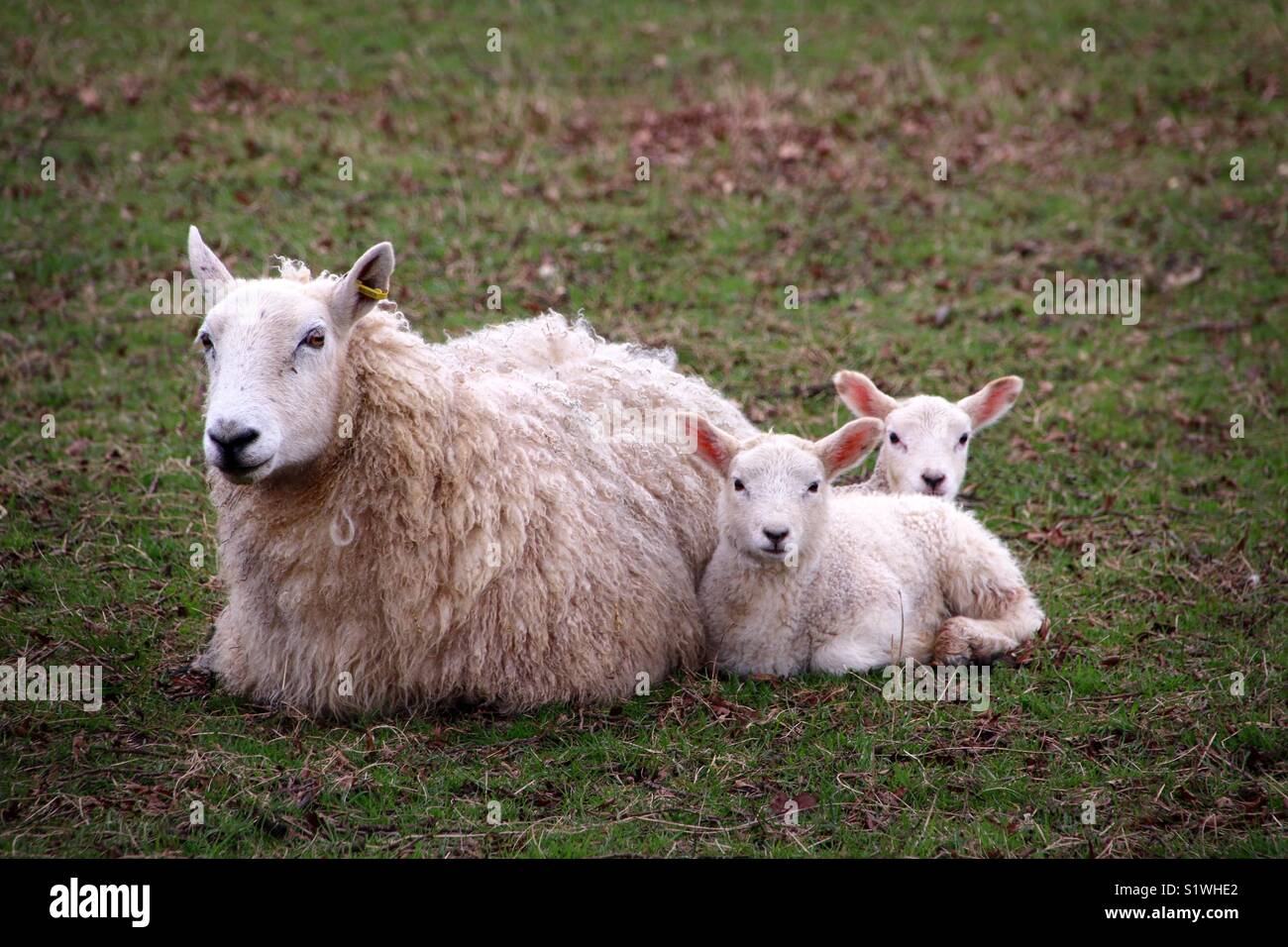 Lambs animal hi-res stock photography and images - Alamy