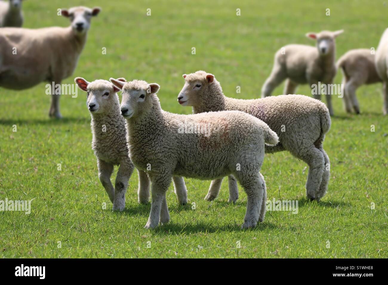 Lambs animal hi-res stock photography and images - Alamy