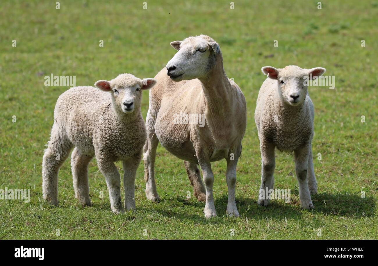 Lambs animal hi-res stock photography and images - Alamy
