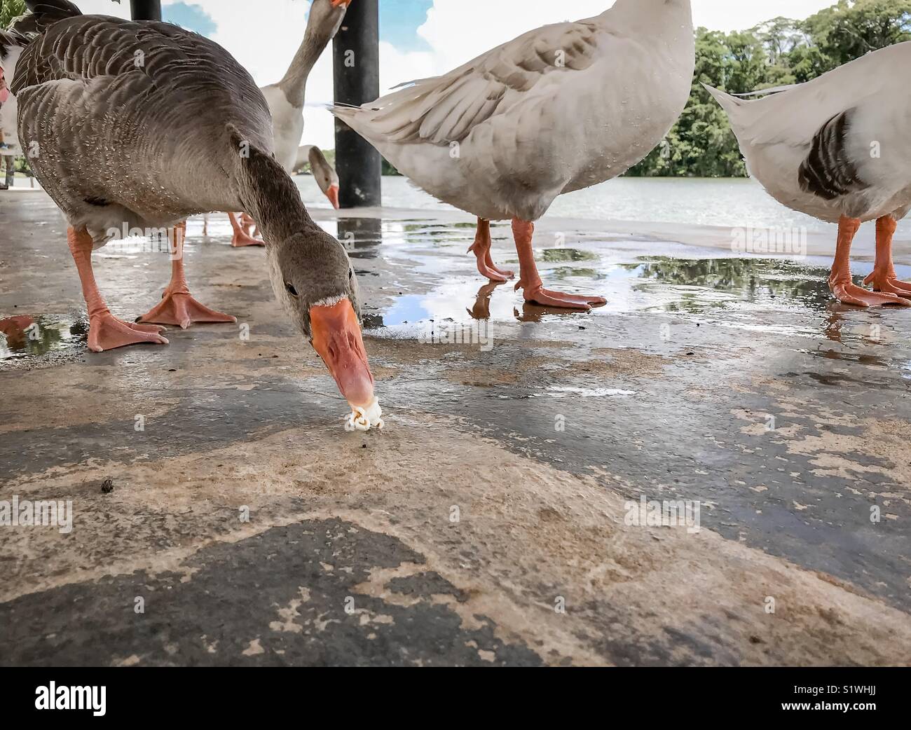 Goose eating hi-res stock photography and images - Alamy