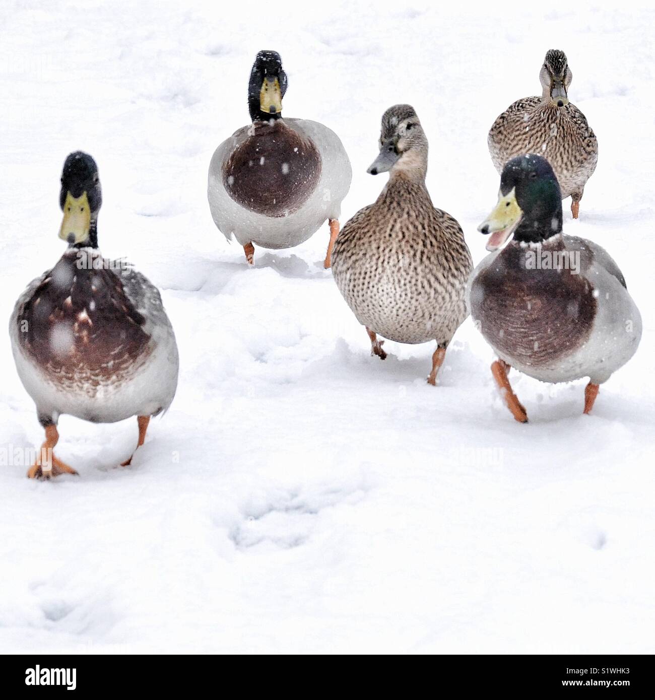 Ducks in snow Stock Photo - Alamy