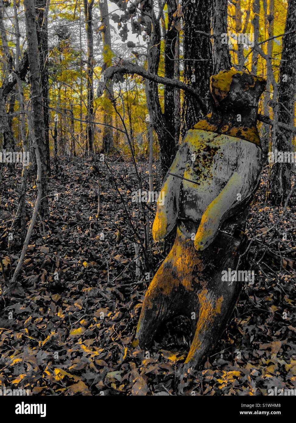 Yellow color pop- bear decoy in North Carolina woods in January Stock ...