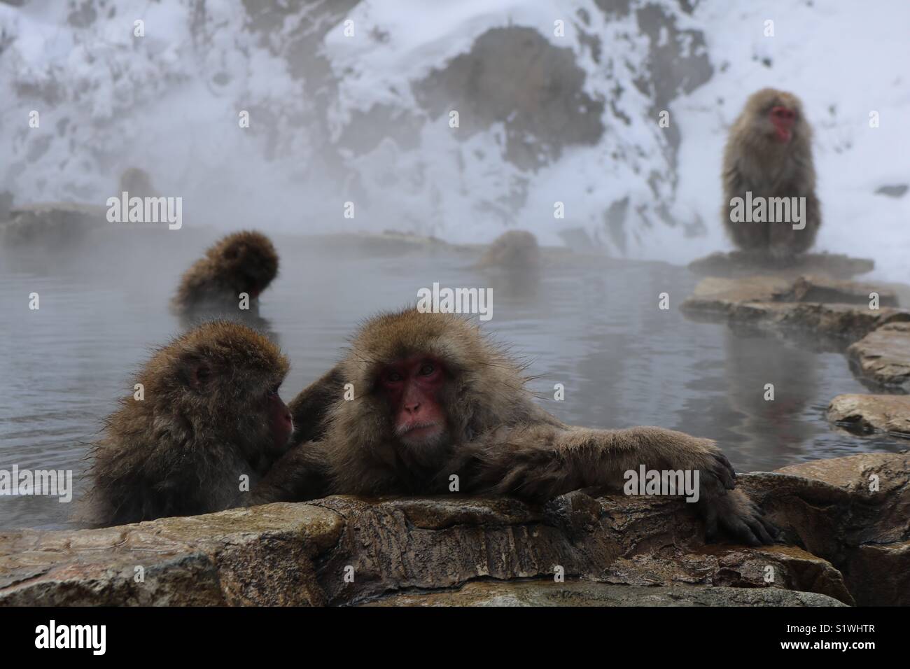 Japanese Macaques High Resolution Stock Photography and Images - Alamy