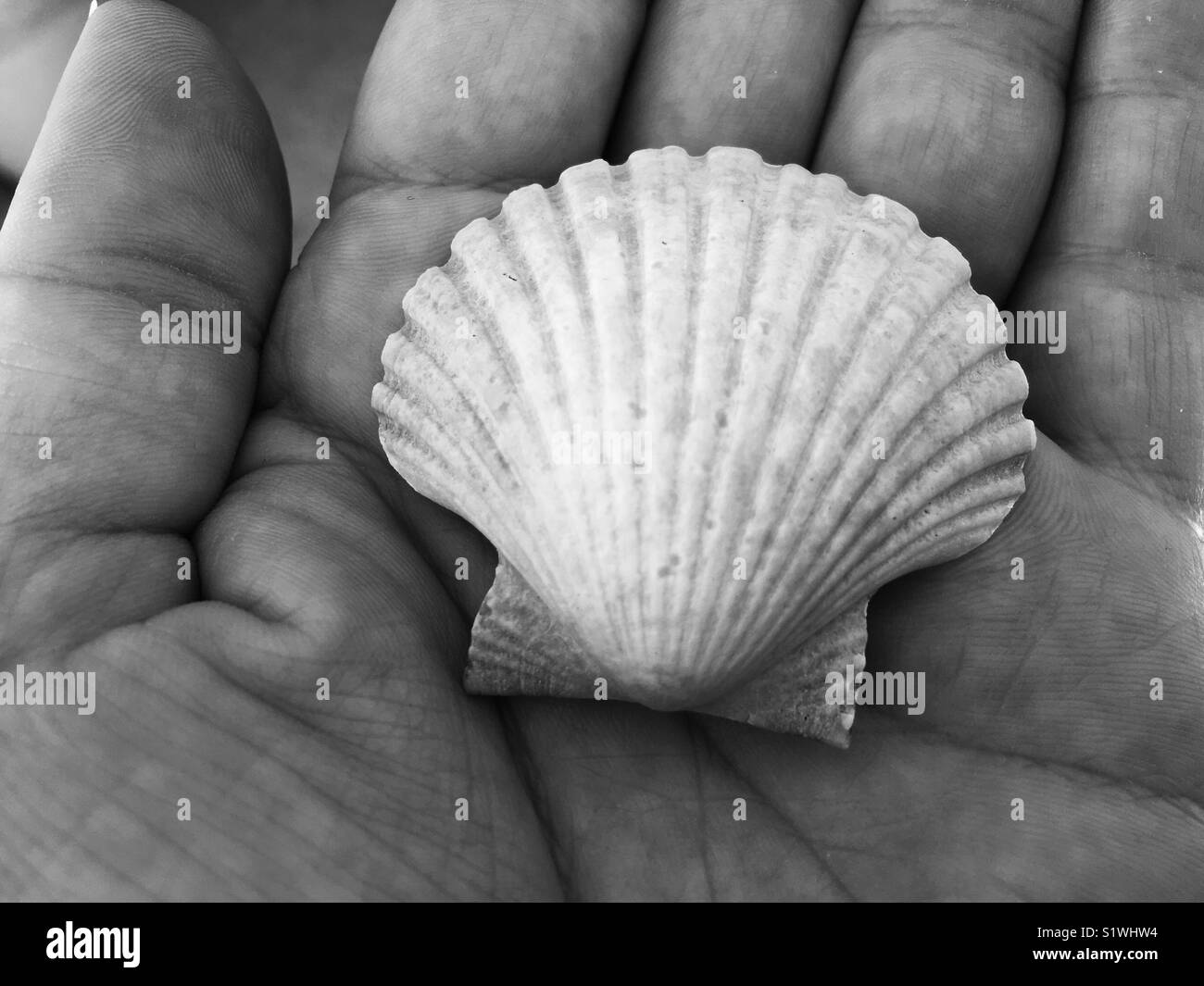 Beach shell hi-res stock photography and images - Alamy