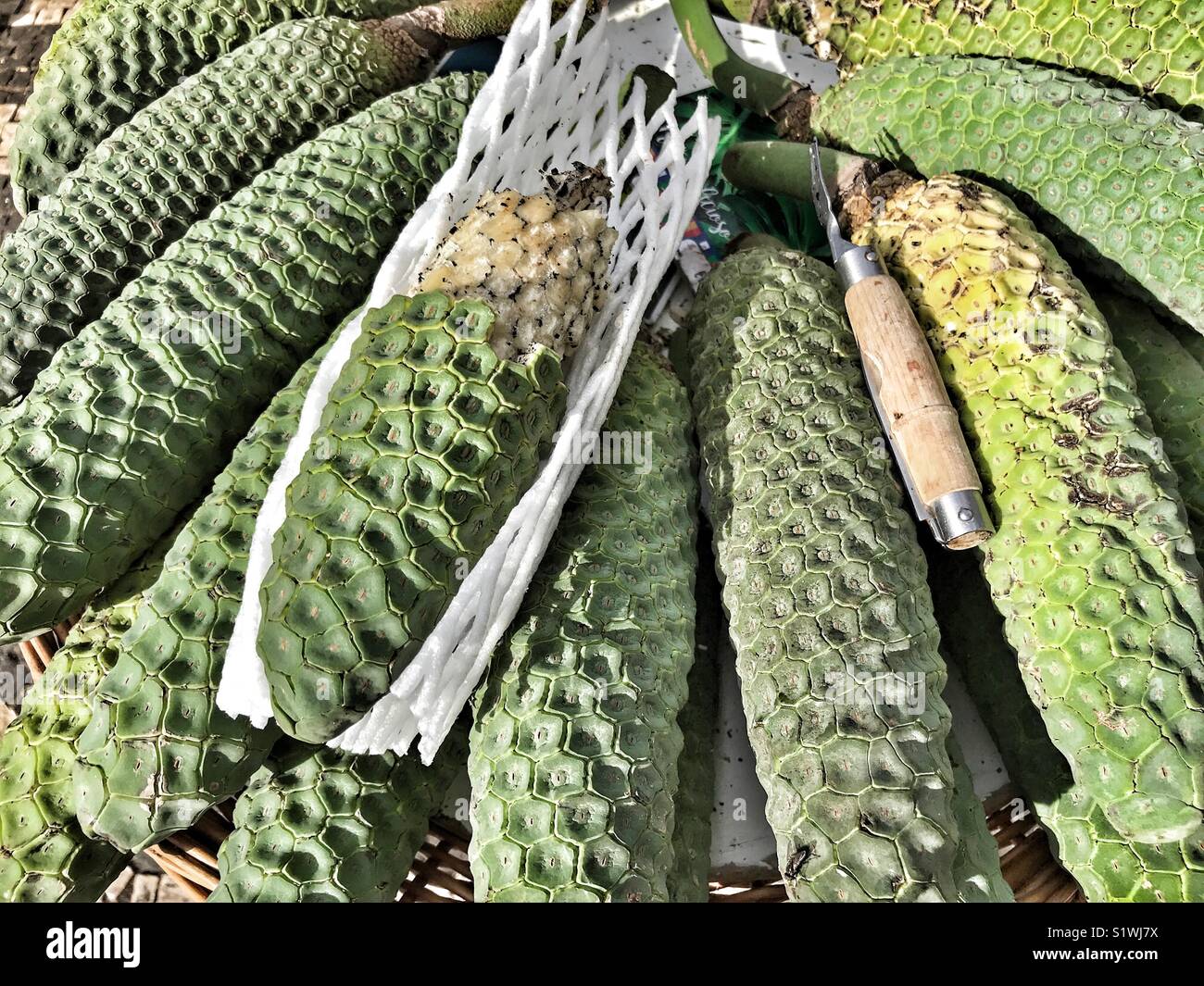 Locally grown, Monstera or monstera deliciosa for sale in. Market, plus ...