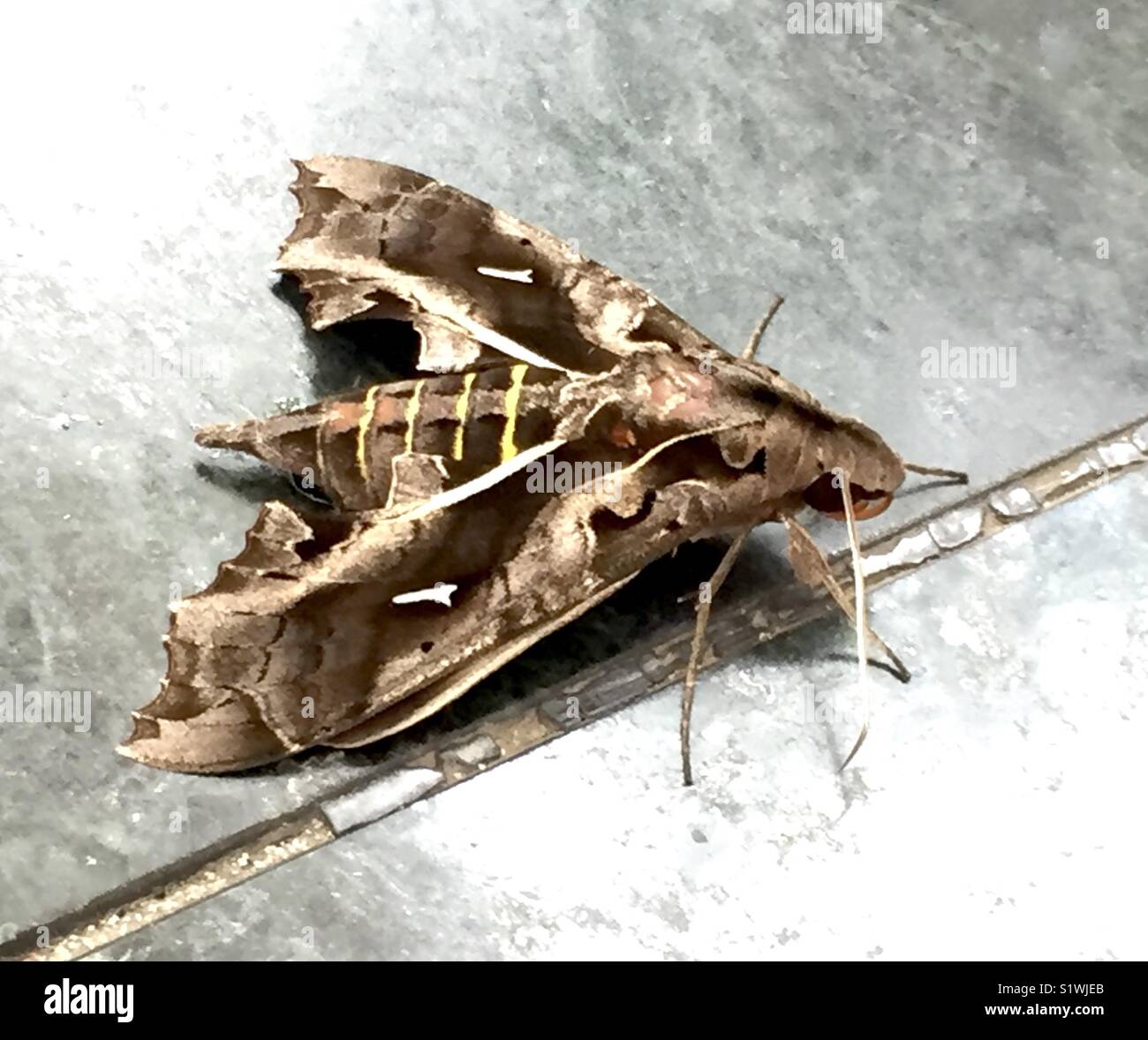 Giant Moth High Resolution Stock Photography and Images - Alamy