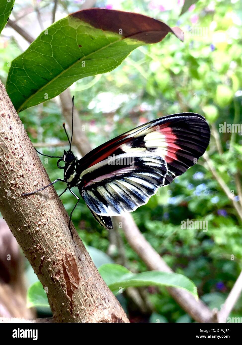 Butterfly world hi-res stock photography and images - Alamy