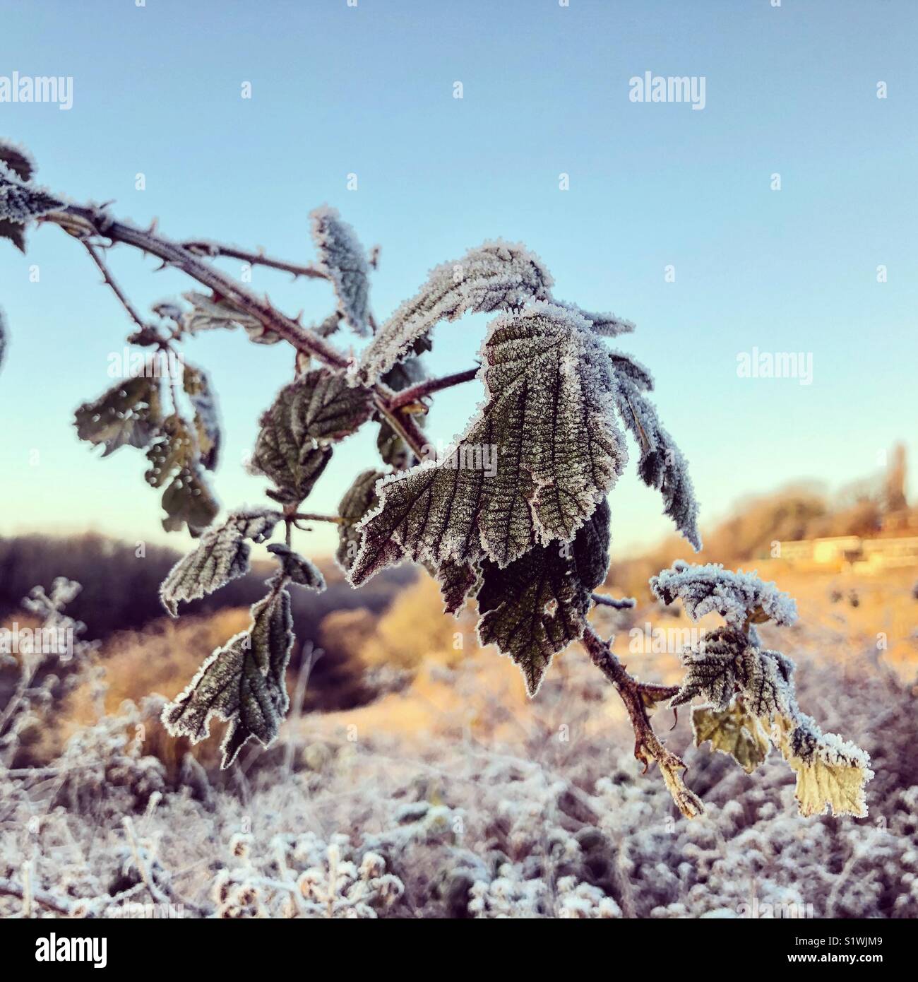 Bramble covered hi-res stock photography and images - Alamy