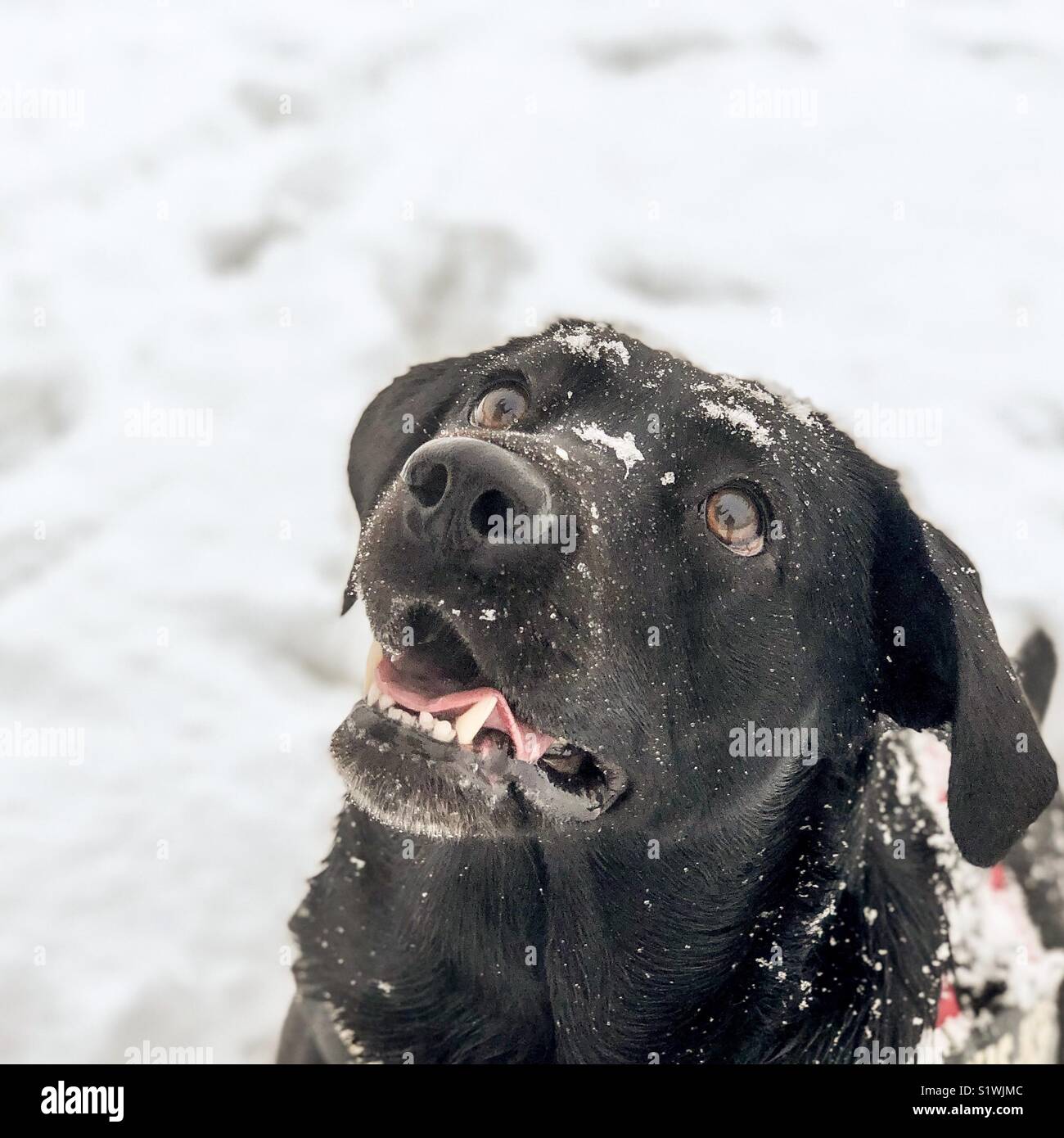 Portrait of a black Labrador dog sitting outdoors in the snow Stock ...