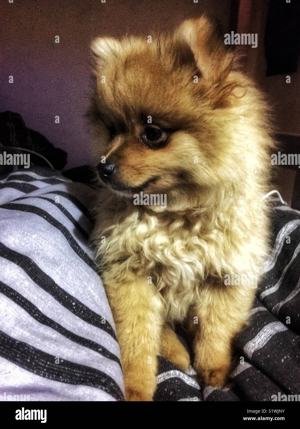 Portrait of brown pomaranion puppy dog on stripped fabric profile Stock ...