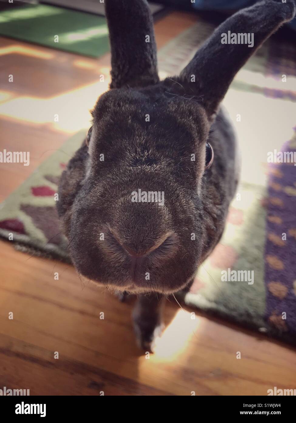 Rex rabbit hi-res stock photography and images - Alamy