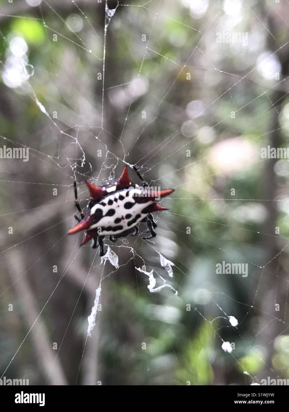 Spiny orb weaver hi-res stock photography and images - Alamy