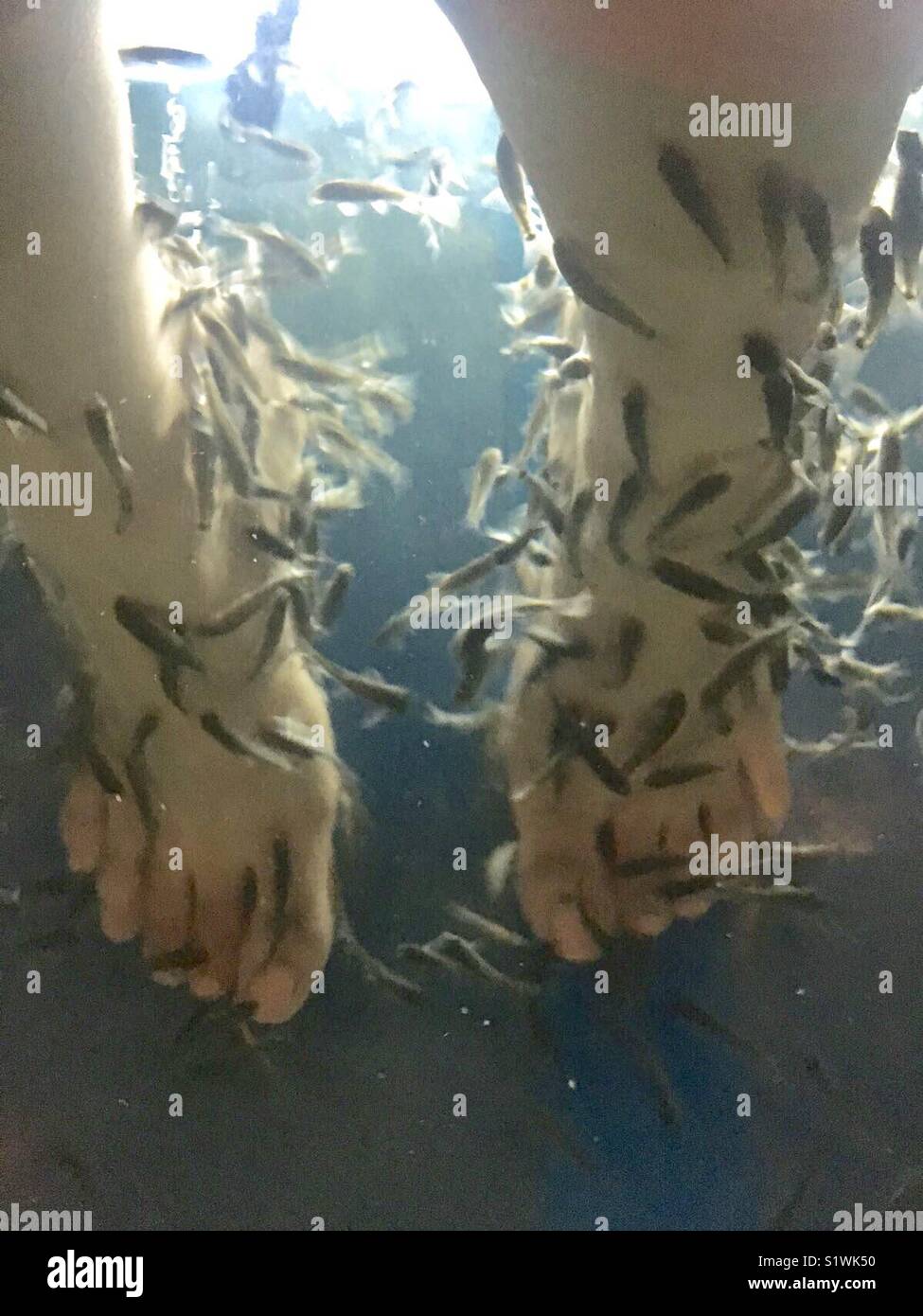 Foot spa fishes hi-res stock photography and images - Alamy