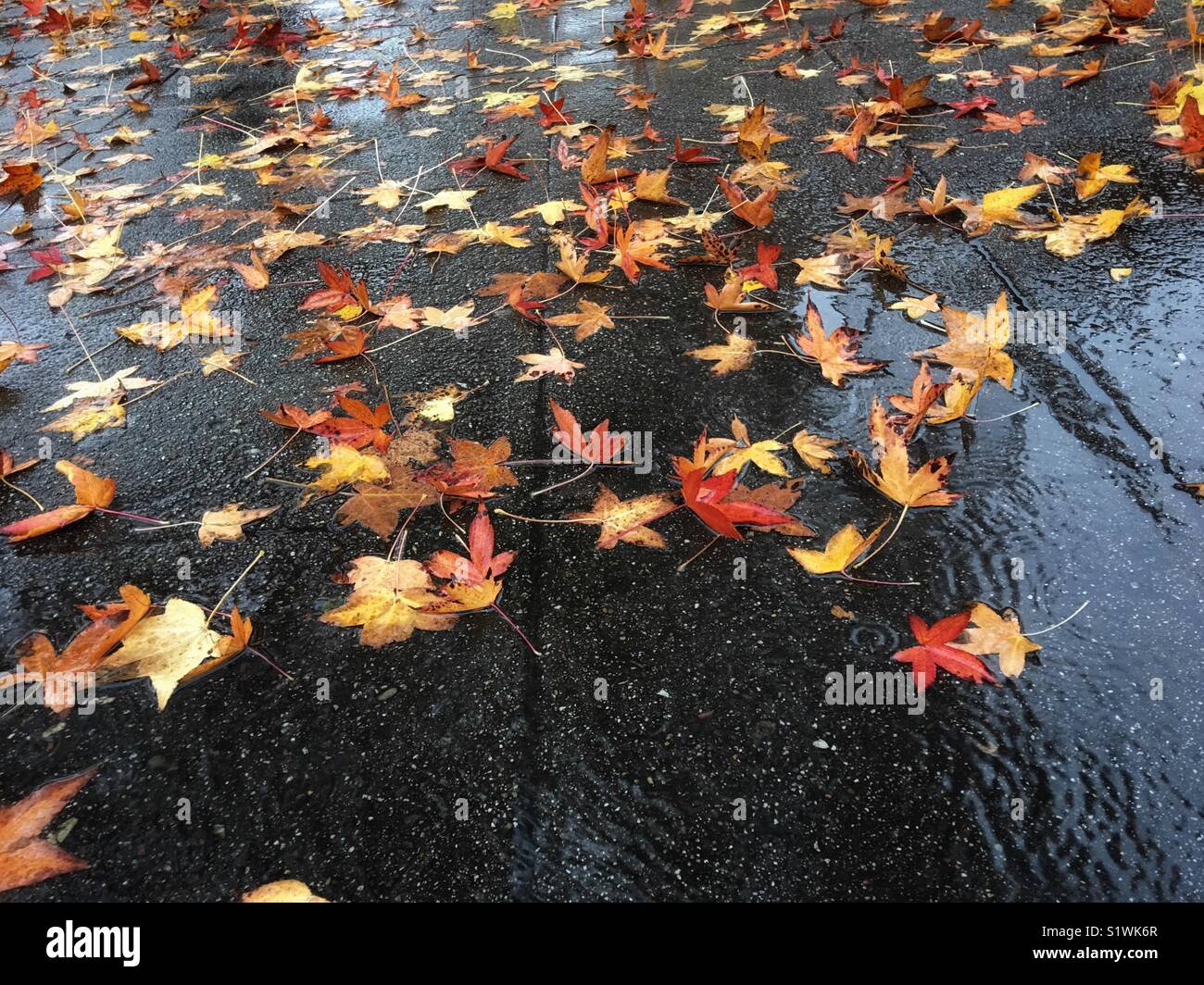 Fall oak trees hi-res stock photography and images - Alamy