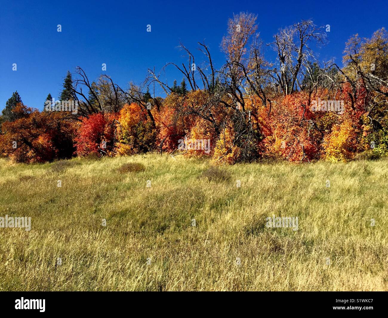 Autumn at Zion National Park, Utah, USA Stock Photo - Alamy