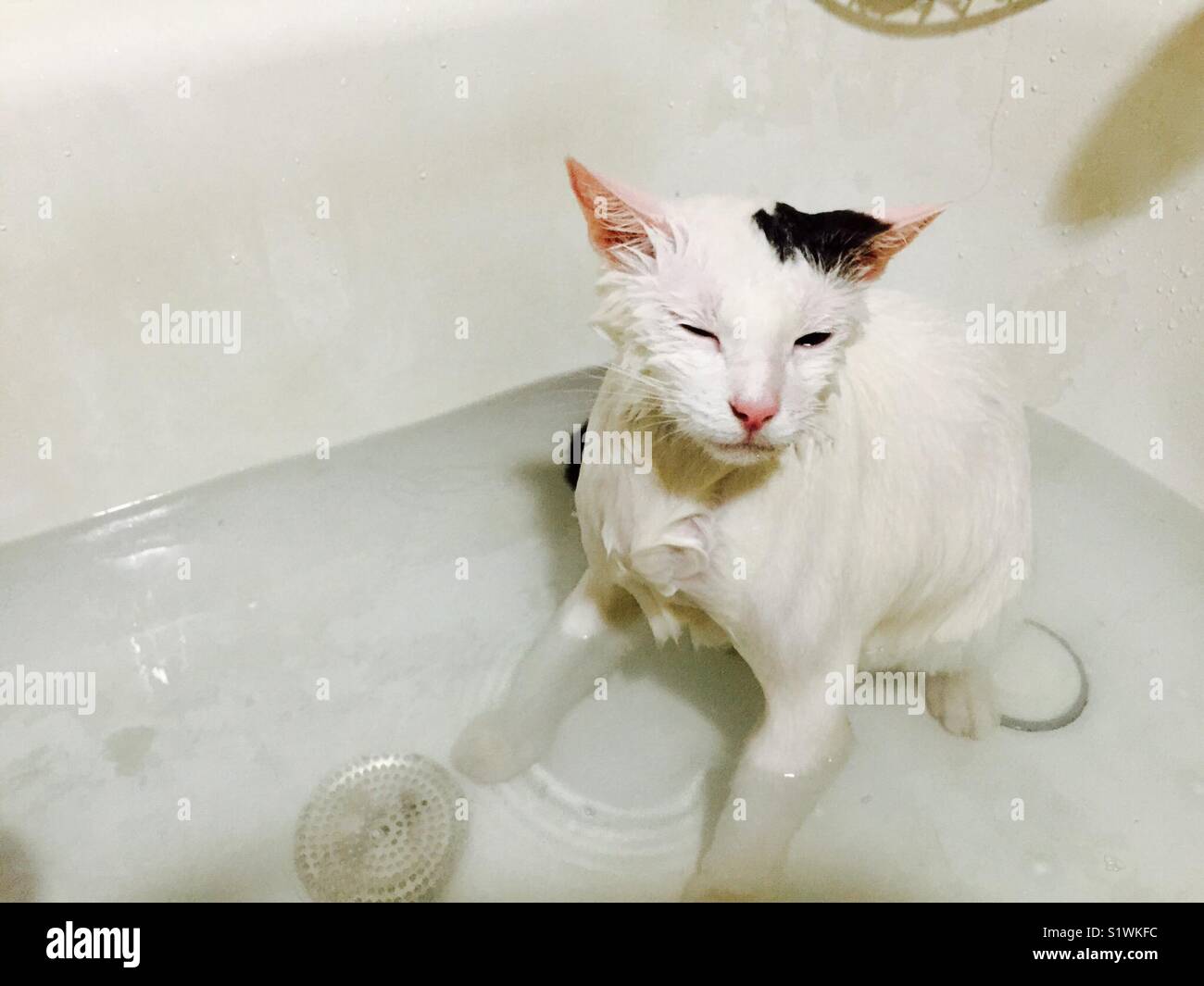 Funny bath hi-res stock photography and images - Alamy