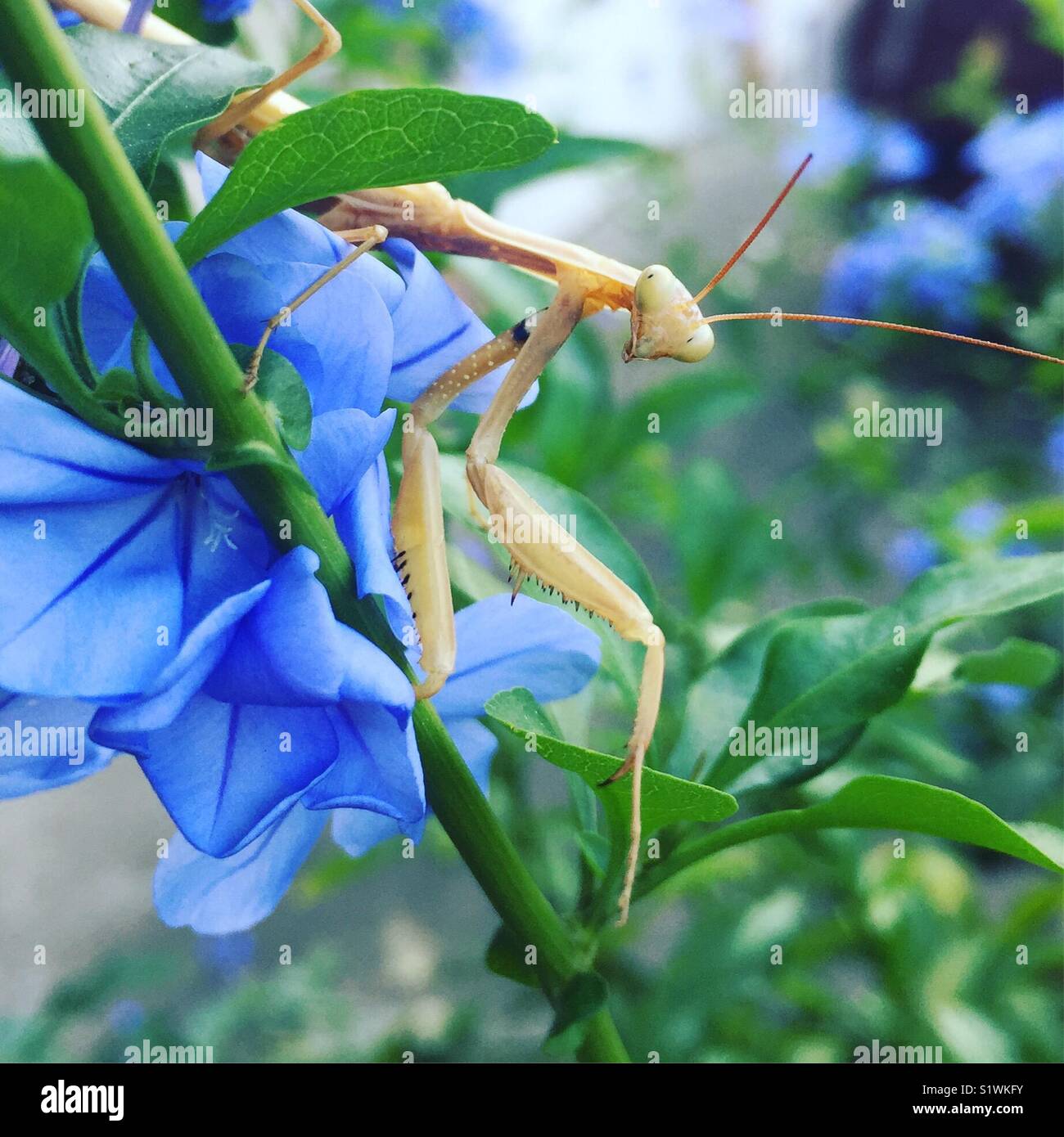 Praying mantis posing in the shrub Stock Photo - Alamy