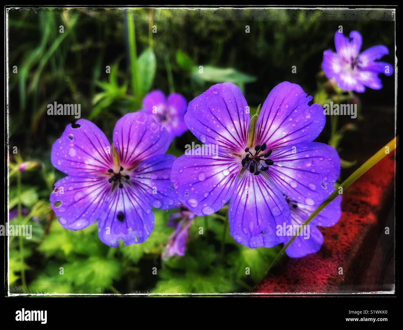 Purple flowers up close hi-res stock photography and images - Alamy