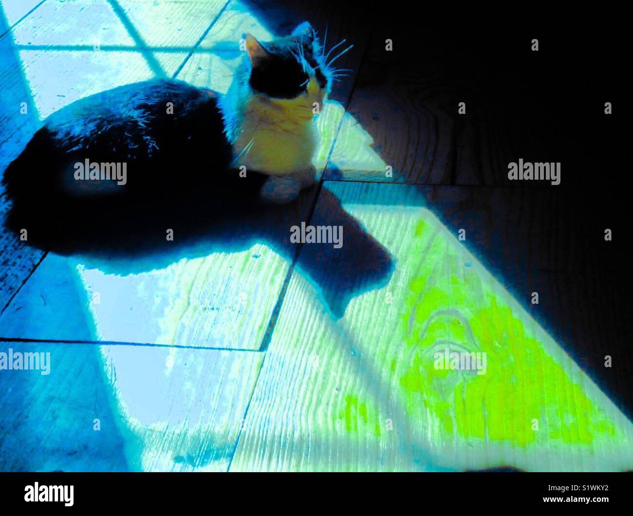 Fluffy kitty in sunbeam 4 Stock Photo - Alamy