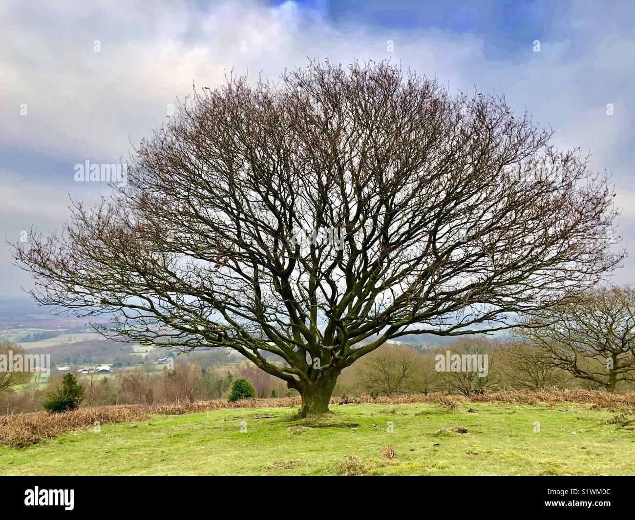Leafless Tree Stock Photos & Leafless Tree Stock Images - Alamy