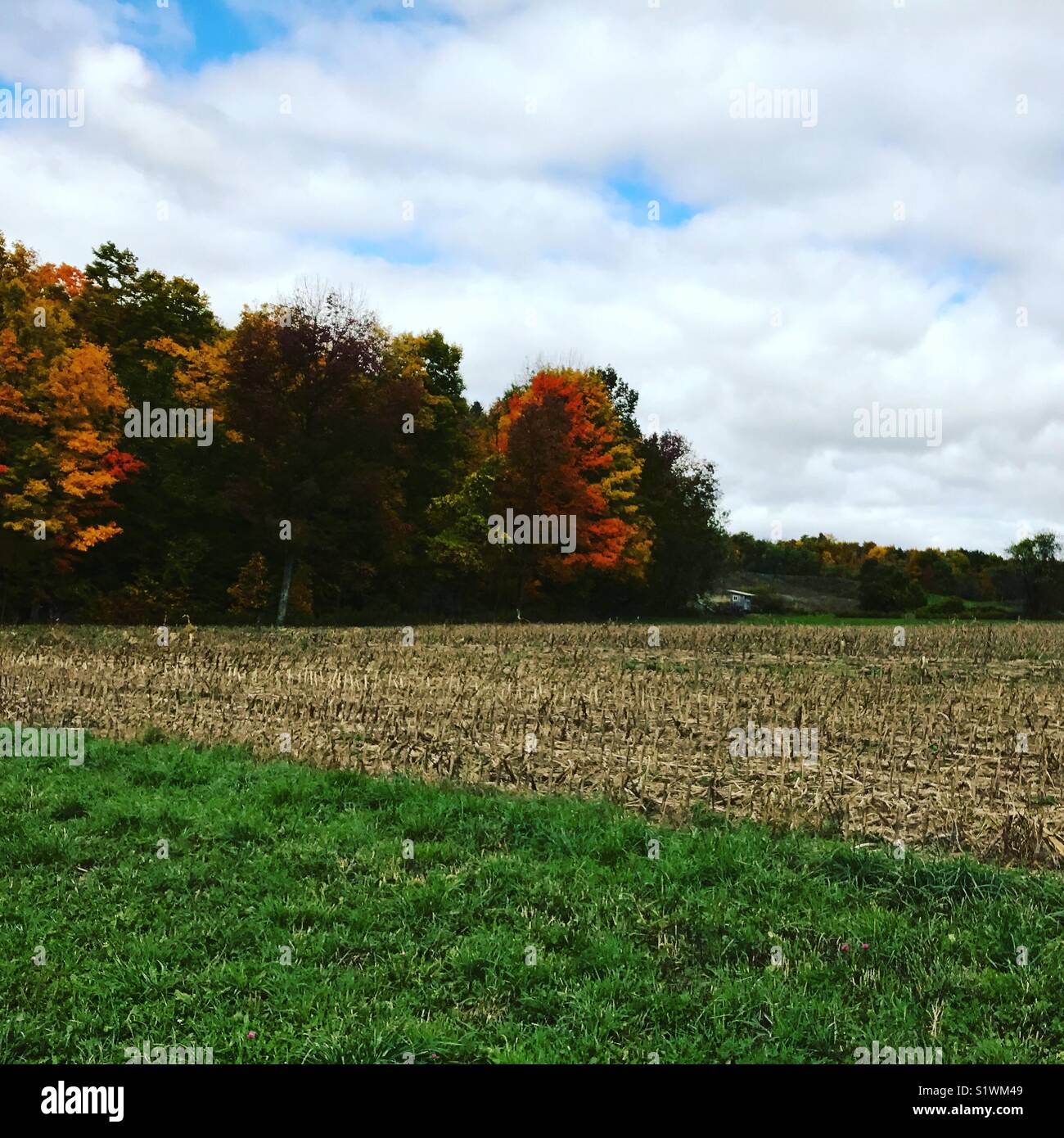 Fall trees sky hi-res stock photography and images - Alamy